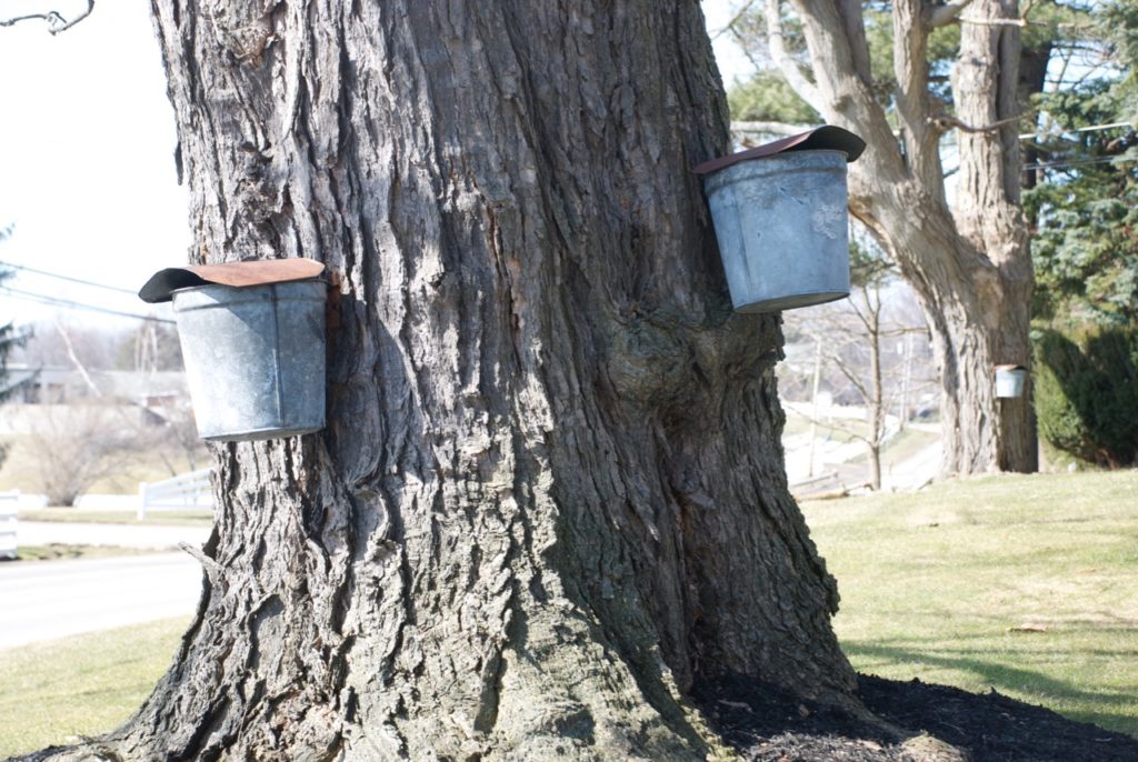 Evolution of a Sugar Bush, Part 1