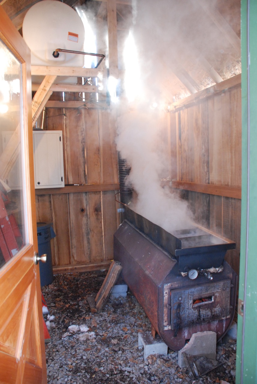 Evolution of a Sugar Bush, Part 2
